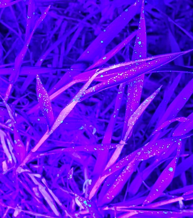 Syngenta desarrolla trazador ultravioleta para evaluar la calidad de ...