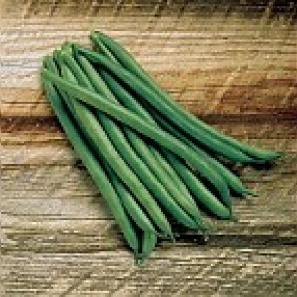 Huntington - Variety Poroto | Syngenta
